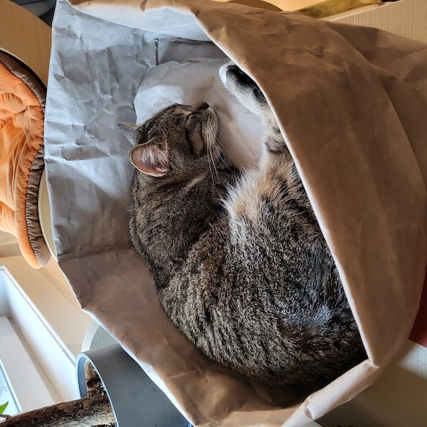 Cat Bed | Made From Washable Paper | Cat Box | Cat Cave | Pet Box | Pet ...