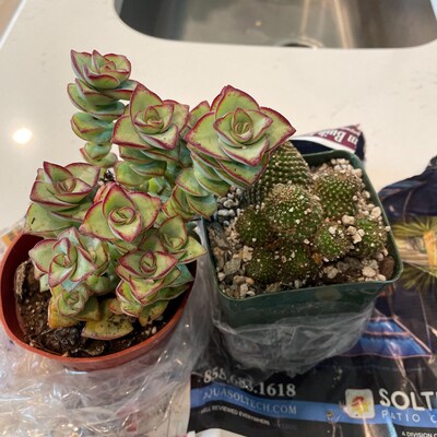 Grafted Colorful Three Moon Cactus Collection - Etsy