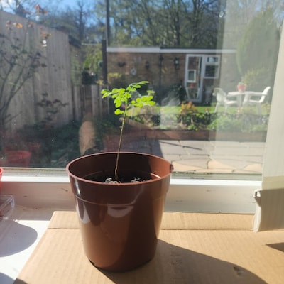 Organic Emperor Lychee Live Plant Litchi Chinensis 1 Live Plant Hybrid ...