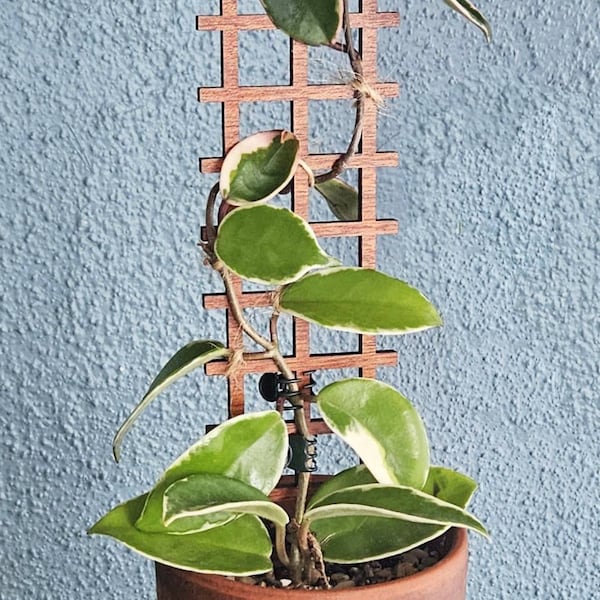 Ladder Indoor Plant Trellis (3 Sizes for 2-6" Pots) | Mini & Small Wood ...