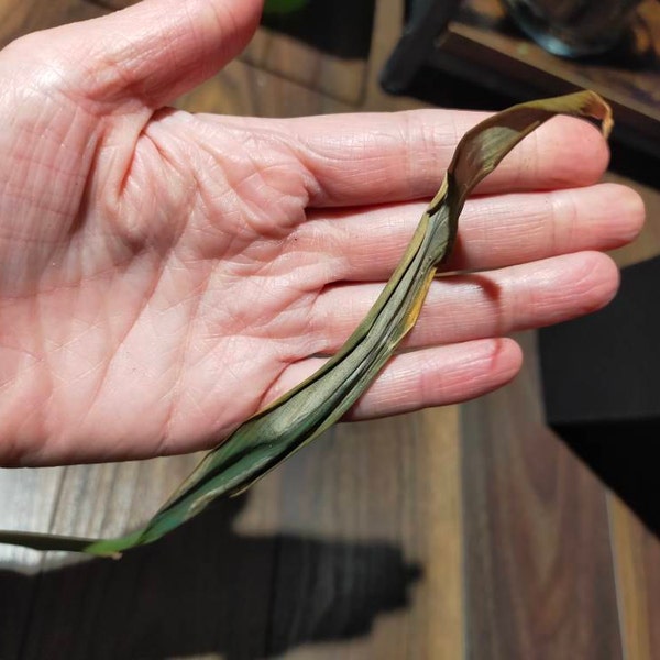 Buttercup, Ranunculus Acris, Meadow Buttercup Seeds - Etsy UK