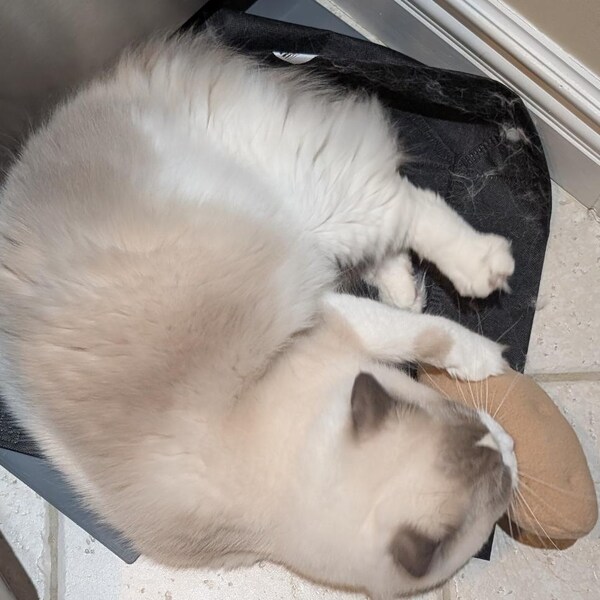 Squeaky Gavel Dog Toy - Etsy