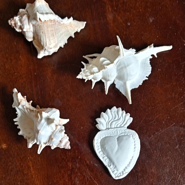 Cebu Beauty Snail Shells 1/2"-3/4"~jewelry Seashell Supplies~ (20 ...