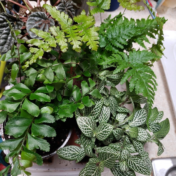 Houseplant Variety Pack (4 Plants) (4" Pots)*easy Care *assorted ...