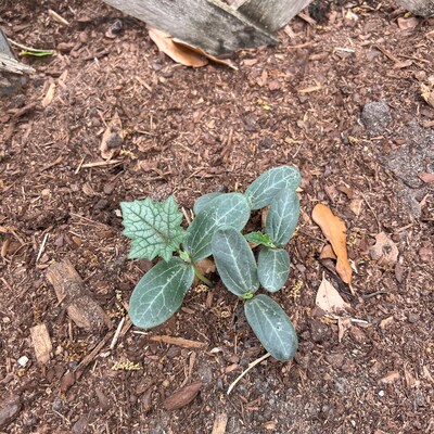 35 Organic Loofah Seeds Luffa Edible Squash Sponge Harvest Non-gmo ...