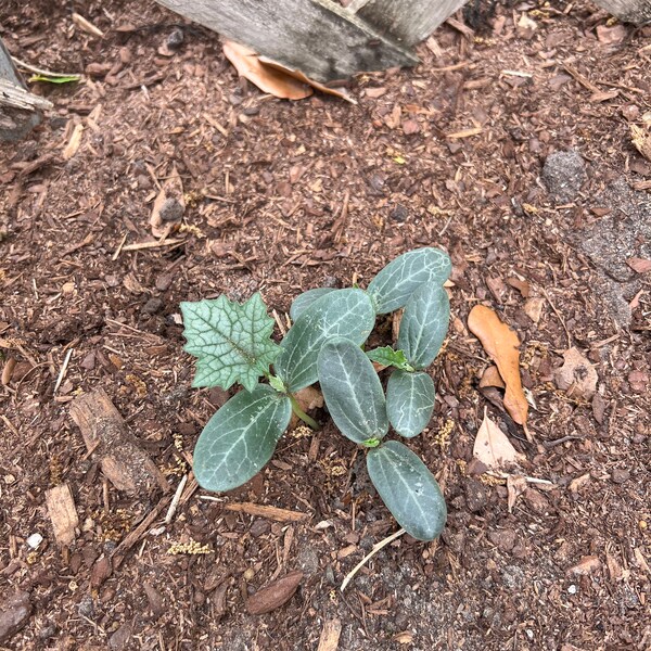 35+ Organic Loofah Seeds | Luffa | Edible Squash | Sponge Harvest | Non ...