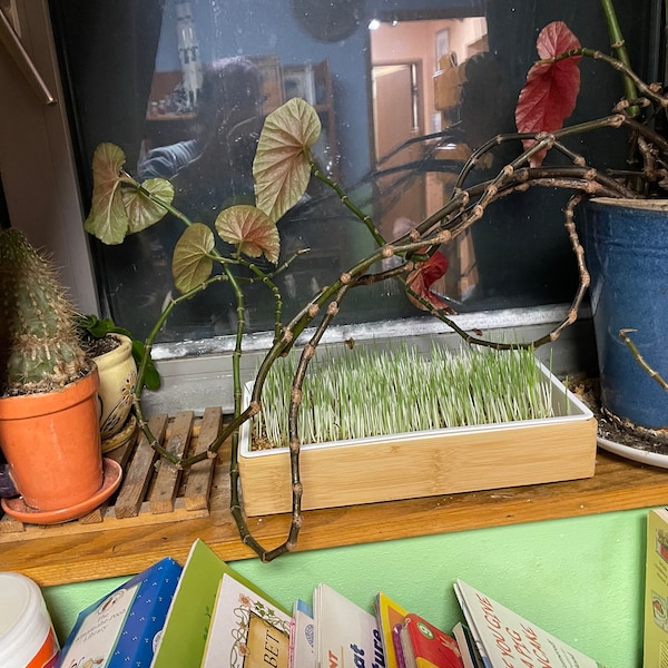 Organic Wheatgrass Growing Kit, Self Watering, With Soilless Grow Mats ...