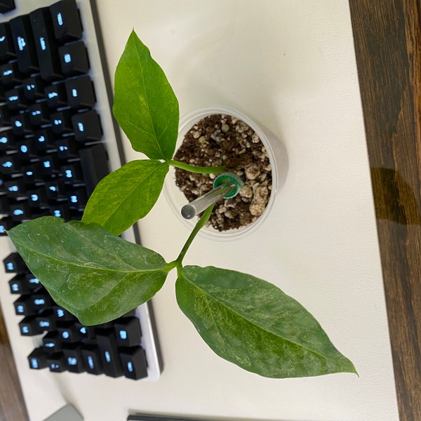 Variegated Money Tree (pachira Aquatica) - Etsy