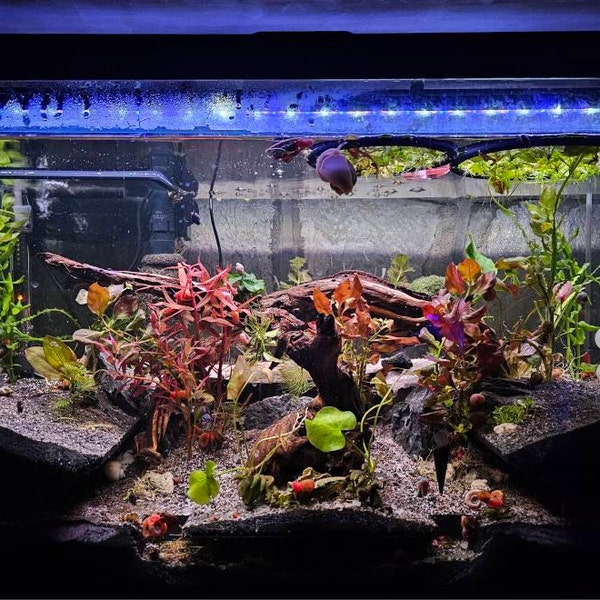 Rotala Super Red Mini (5 Stems) - Etsy