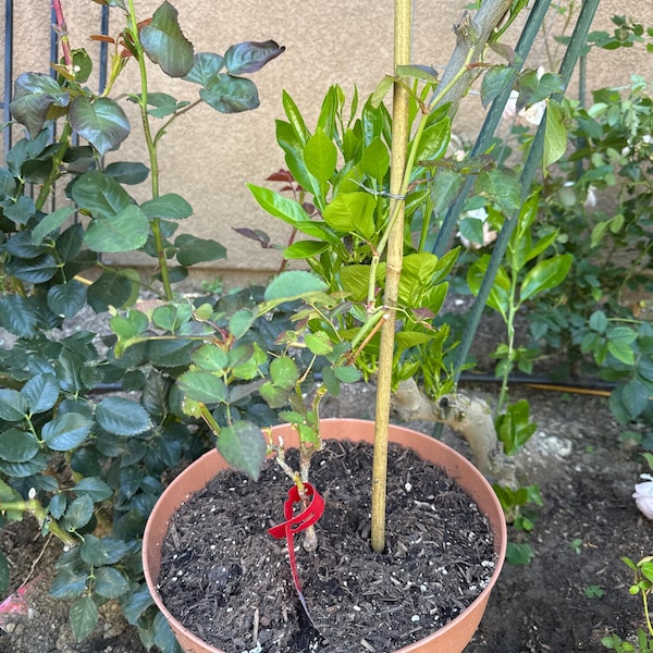 Rose M-perzik 佩尔朱克 Strong Fragrance (1 Gallon ) Shrub Rose - Etsy