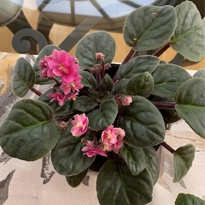 RS Ariel African Violet Live Plant, Young Starter in a 4 Pot Plant ...