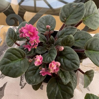 RS Ariel African Violet Live Plant, Young Starter in a 4 Pot Plant ...