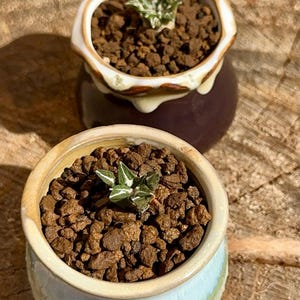 Rebutia Muscula Touchable Cactus in 6 Inch Pot E 250 - Etsy