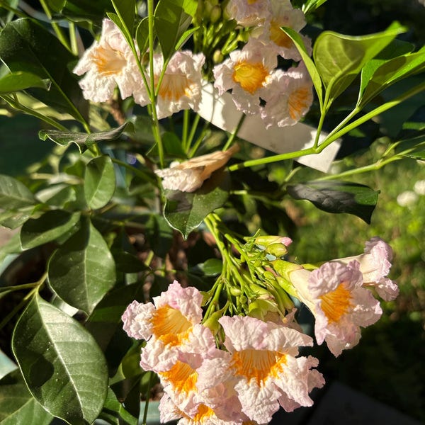 FIREBUSH Firefly Dwarf Scarlet Red Shrub Live Plant Orange Yellow ...