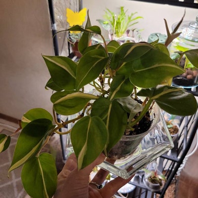 Epipremnum Aureum japanese Global Pothos Fully Rooted Extremely Rare ...