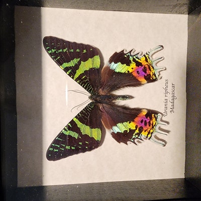 Rare Pink Form Gaudy Commodore Butterfly Framed Taxidermy Precis ...