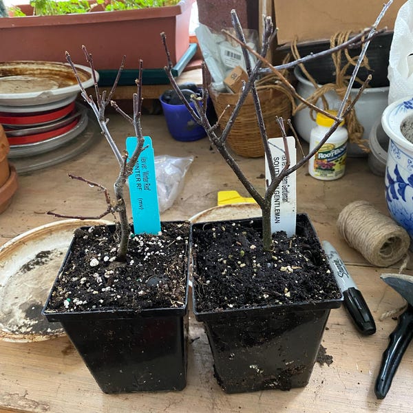 Viburnum Burkwoodii 'mohawk' Burkwood Viburnum Live Plant 4 Pot Size - Etsy