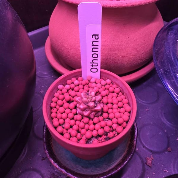 Bulbine Torta, Super Rare Succulent！ - Etsy