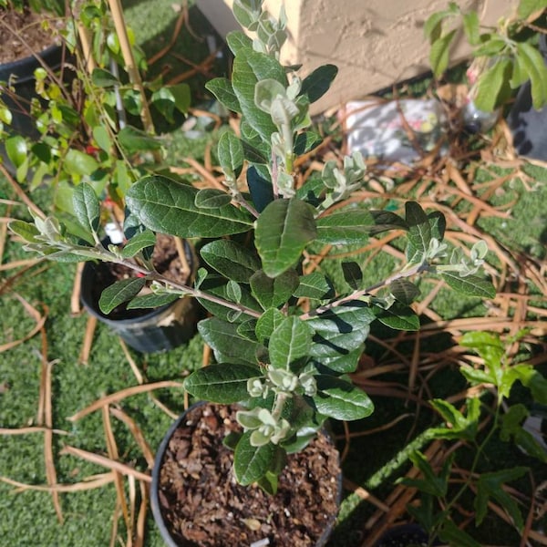 Schisandra Vine eastern Prince - Etsy