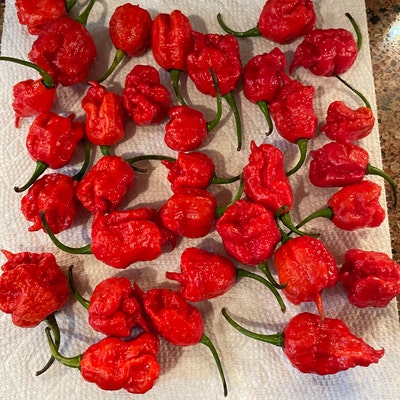 Carolina Reaper Hot Sauce 30% Pure Carolina Reaper Pepper - Etsy