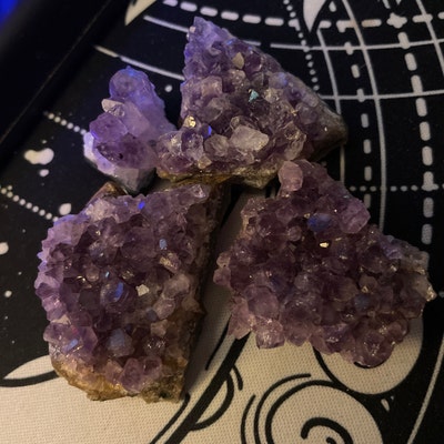 Sundial Perspective Sea Shell Architectonica Perspectiva - Etsy