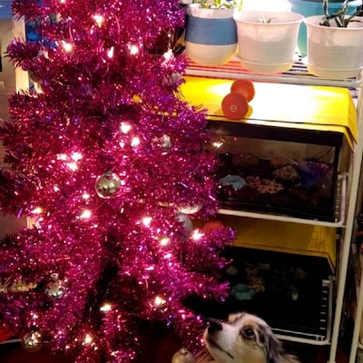 Australian Shepherd Dog, Tree Topper, Holiday Decoration, Wreath ...