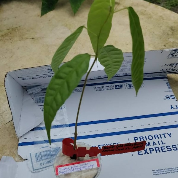 Dwarf Cold Hardy Peruvian Nacional Cacao XL Fruit Hybrid! EXTRA Sweet ...