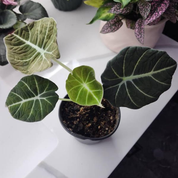 Aglaonema Jackpot Pot 4” - Houseplant - Indoor Plant - Live Plant ...