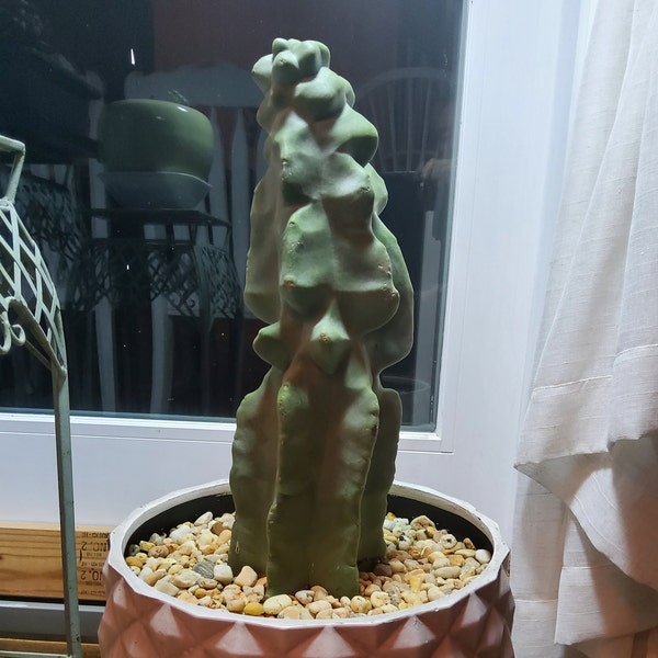 Cereus Peruvianus Spiralis Cactus Cuttings Free Shipping Tornado Cactus SPECIAL - Etsy