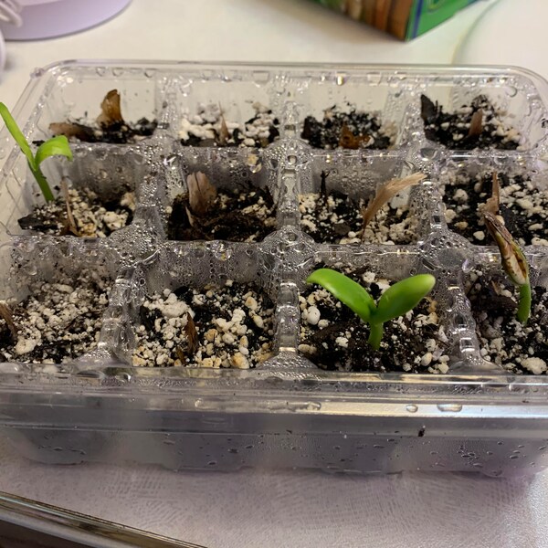 Paulownia Tomentosa Royal Empress Tree, Princess Tree 5,000 100,000 ...