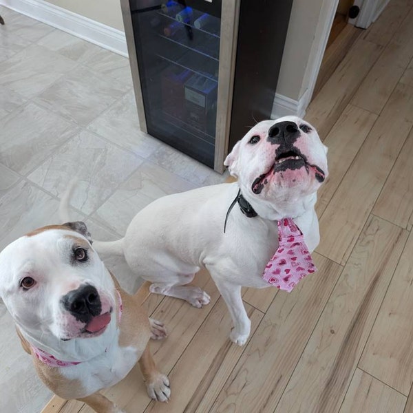 Cincinnati Reds Bandana / Cincinnati Reds / Dog • Cat Bandana / Pet ...