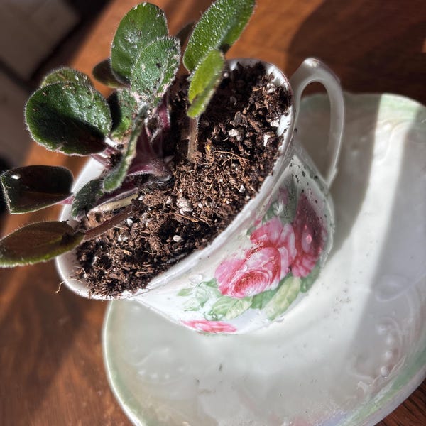 Maranta Variegated in a 4 Pot, Prayer Plant Maranta Leuconeura ...