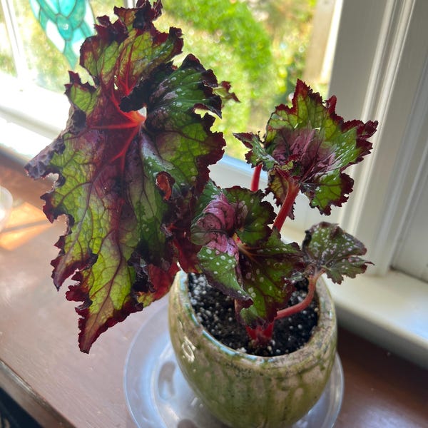 Jurassic™ Rex Begonia 'watermelon' - Etsy