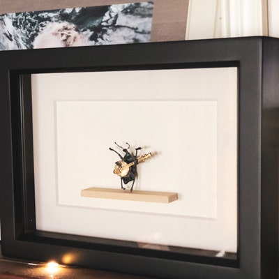 Framed Lanternfly Insect Display Pyrops Pyrorhyncha 6x6 - Etsy