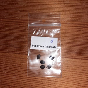 Chorisia Speciosa 10 Seeds Seeds Ceiba Speciosa Tree Bottle of | Etsy