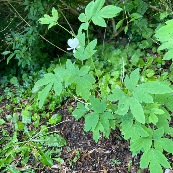 Bleeding Heart "alba" White Dicentra-bare Root Plant- Spring Blooms ...