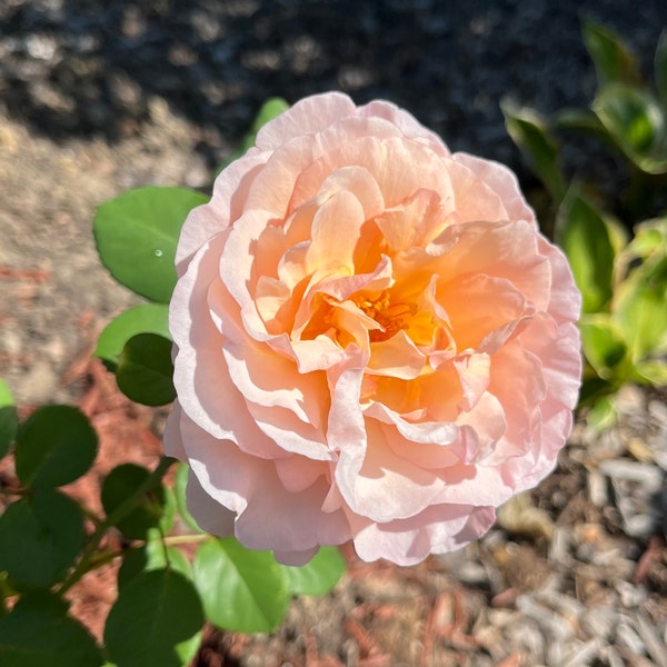 Princess Charlene De Monaco Rose Plant 1.5 Gallon Potted - Very ...