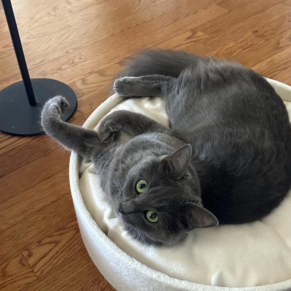 Nido Cat Bed Covers - Etsy