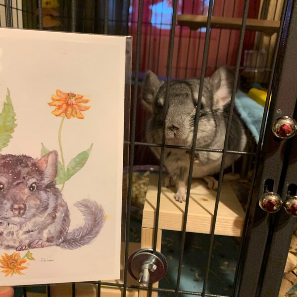 Chinchilla Print, Art Prints, Watercolor Painting, Chinchilla Art ...