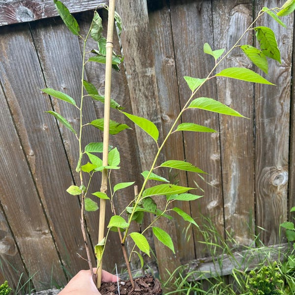 3 Musa ‘poquito’ Banana Tree/ Banana Tree in 4 Inch Cups (one Plant per ...
