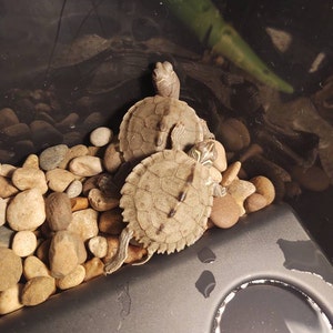 Caja De 100 Cascarilla Efun Santeria Osha Ifa Palo Egun Prenda | Etsy