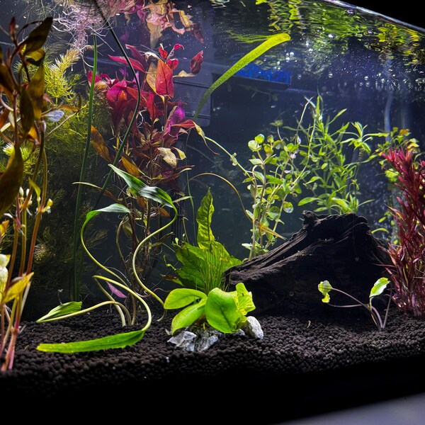 Beginner Live Aquarium Plants Bundle - 3 to 75 Assorted Easy Plants ...
