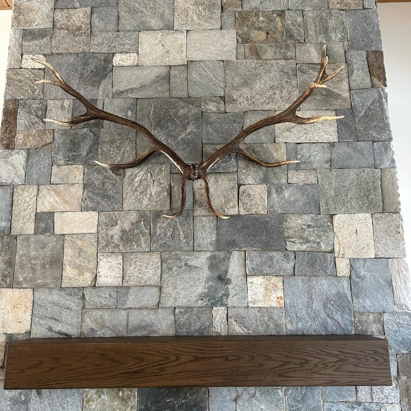 Custom Project on a Fallow Deer Skull, for Your Own Antler Set Mounting ...