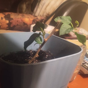 Live Angel Wing Begonia medora Starter Plant USA SELLER - Etsy