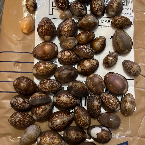 False Star Limpet Shells - Etsy