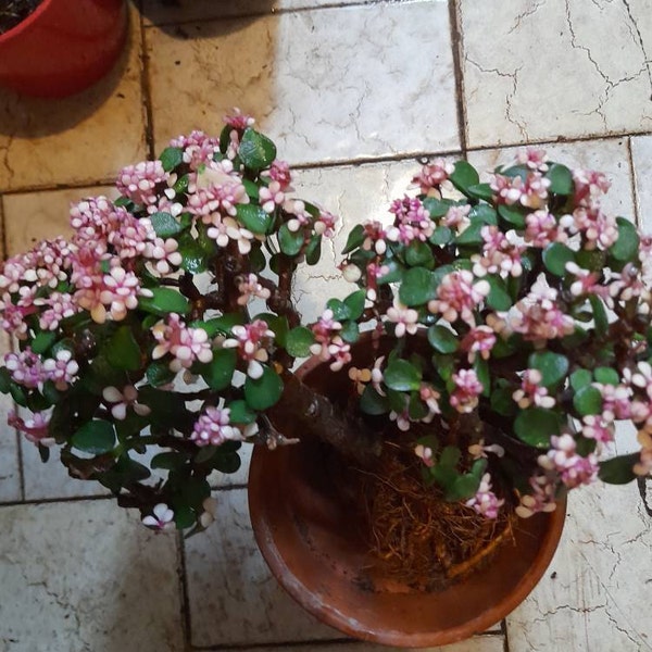 Echeveria 'red Coral' , Rare Live Succulent - Etsy