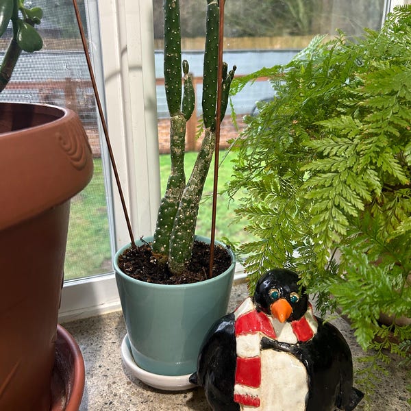 Steel Plant Sticks for Indoor House Plants, Set of 3, Decorative Plant ...