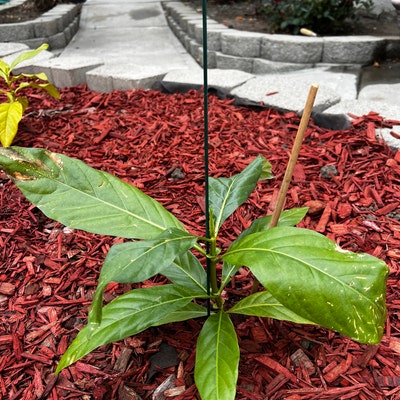 Hawaiian Organic Noni Tree 1ft & Up - Etsy