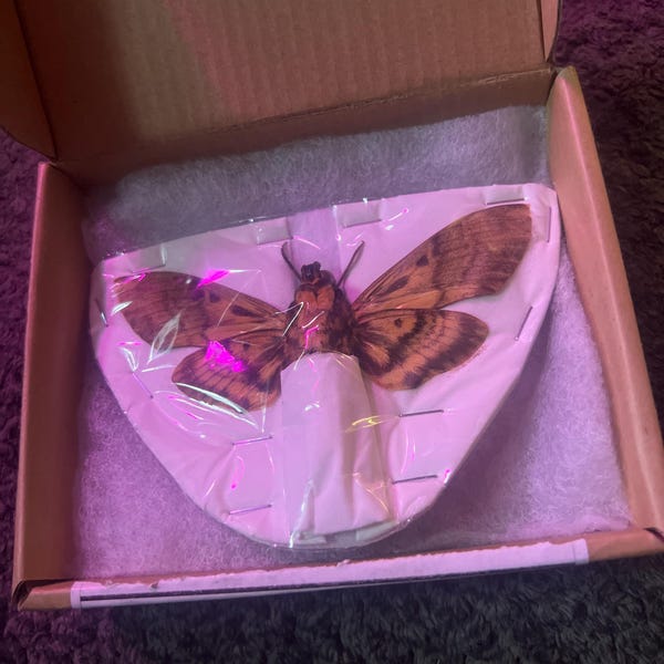 Dog Memorial Shadowbox, Loss Pet Remembrance, Dog Lover Gift With ...