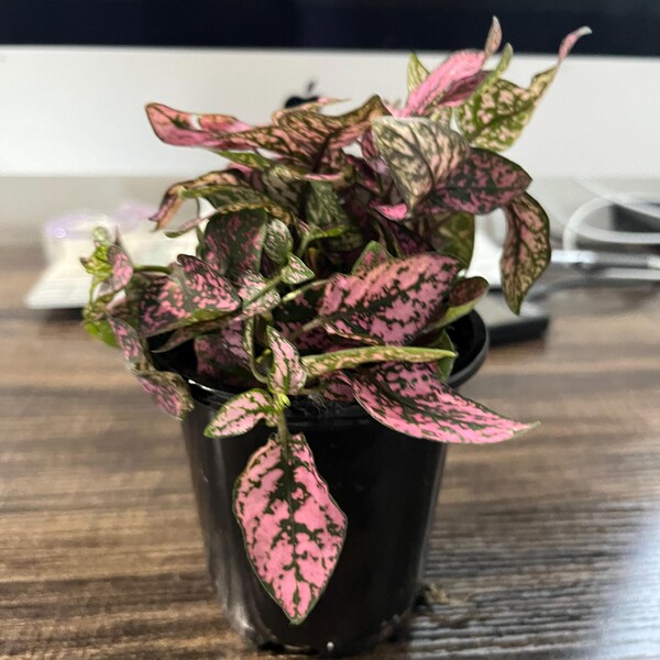 Large Gray Pot With Floral Design, Embossed Pot, 5 Pot, Flower Pot, 3D ...